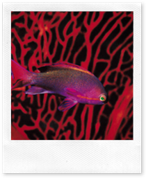 excelza: ¿Cómo implementar Project Server sin morir en el intento?